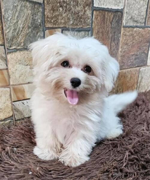 Pure Breed Female Maltese | PostAds.ph