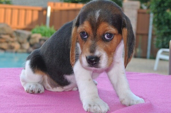 Beagle male and female puppies | PostAds.ph