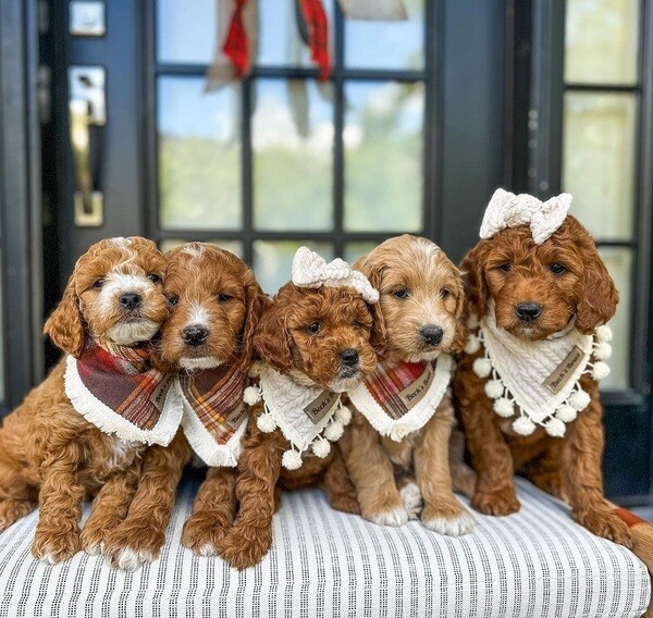 Adorable Cavapoo Puppies | PostAds.ph
