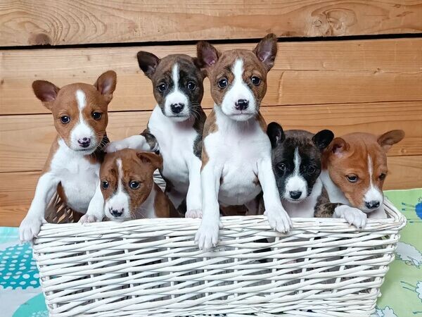Male and Female Basenji puppies | PostAds.ph