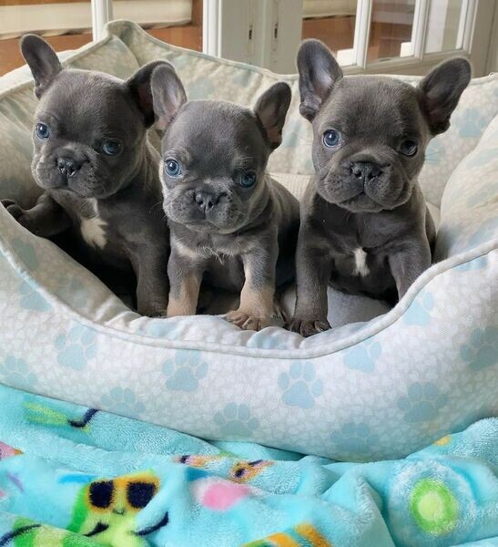 Stunning Litter of 2 French Bulldog Puppies - Luis Antonio | PostAds.ph