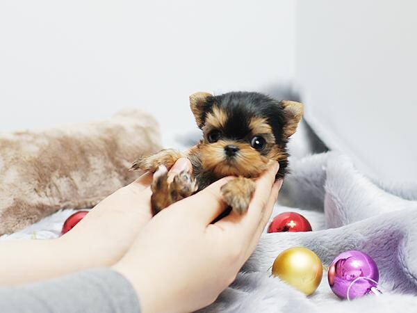 Yorkshire Terrier Puppies | PostAds.ph