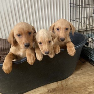 Labrador Puppies in the Philippines | PostAds.ph