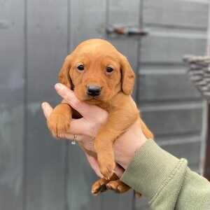 Labrador Puppies in the Philippines | PostAds.ph