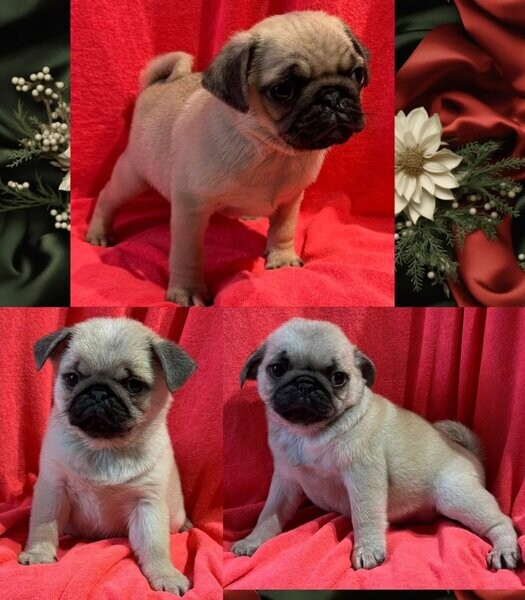 Pug puppies for adoption - EDWARD | PostAds.ph
