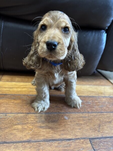 Cocker Spaniel Puppies | PostAds.ph