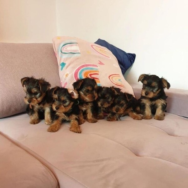 Yorkie puppies ready for their new home. | PostAds.ph