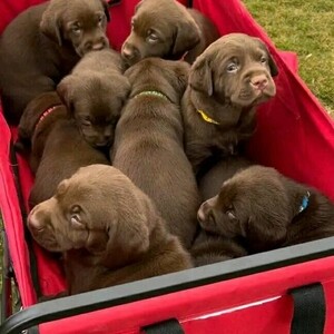 Labrador Puppies in the Philippines | PostAds.ph