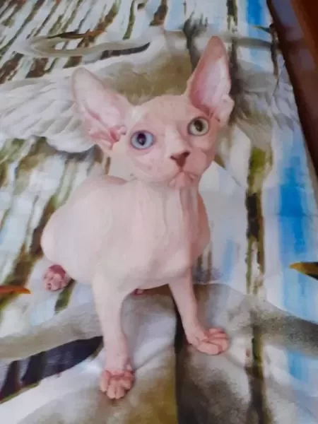 Sphynx male kitten | PostAds.ph