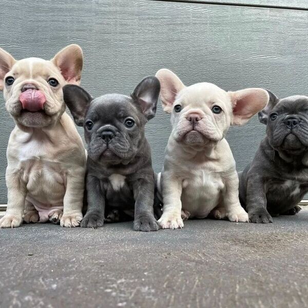 French bulldog puppies - Bailey Heath | PostAds.ph