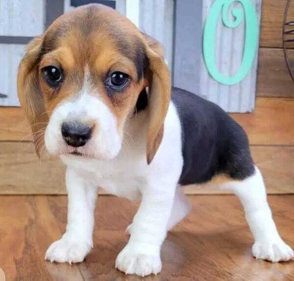 Beautiful pedigree beagle puppies | PostAds.ph