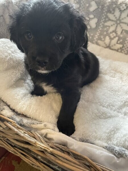 Jackapoo puppies | PostAds.ph