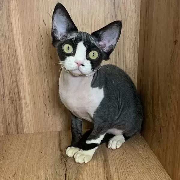 140 Zara (U) Devon Rex female kitten | PostAds.ph