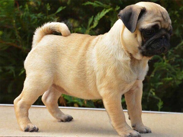 Beautiful Pug puppies whatsapp:+44-7543-470-027 | PostAds.ph