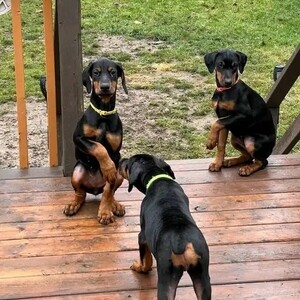 Doberman Puppies For Sale in the Philippines | PostAds.ph