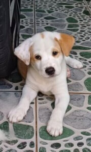 Labrador X Aspin Male | PostAds.ph