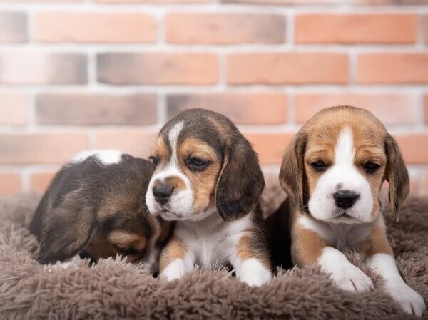 Beagle beautiful puppy | PostAds.ph