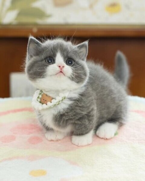 Short Leg Munchkin kittens - Adorable puppies and kittens for adoption ...