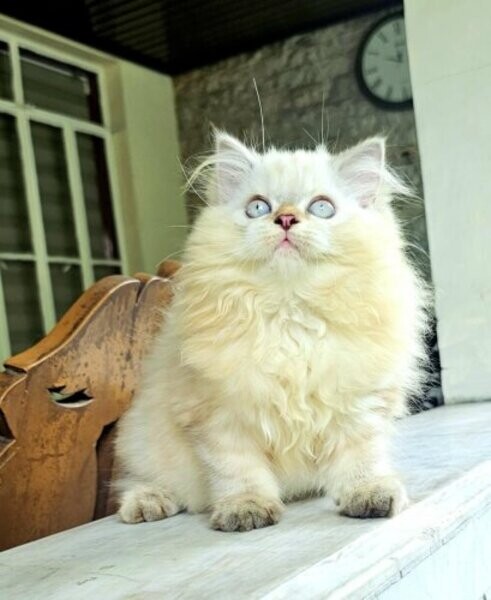 Persian Cat Kitten Female | PostAds.ph