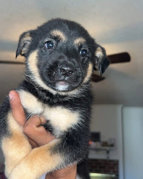 Lovely German shepherd puppies - Edoardo | PostAds.ph