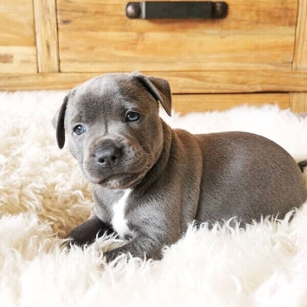 Staffordshire Bull Terrier | PostAds.ph