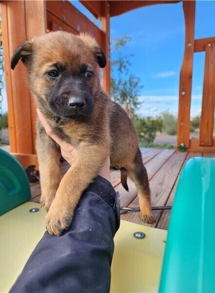 Purebred Belgian Malinois puppies WhatsApp:+63-9455-189-371 Viber:+63 ...