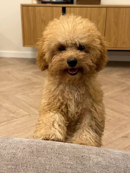 Adorable toy poodle puppy for adoption | PostAds.ph