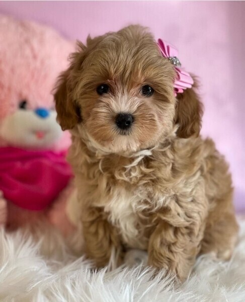 Maltipoo Puppies - Edoardo | PostAds.ph