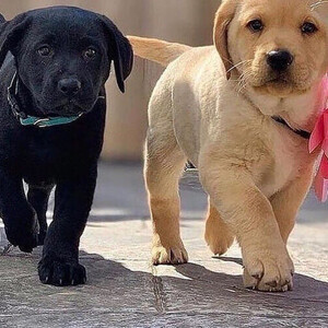 Labrador Puppies in the Philippines | PostAds.ph