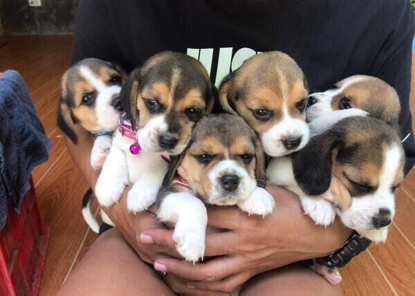 Pure Beagle Puppies - donaldeppler | PostAds.ph