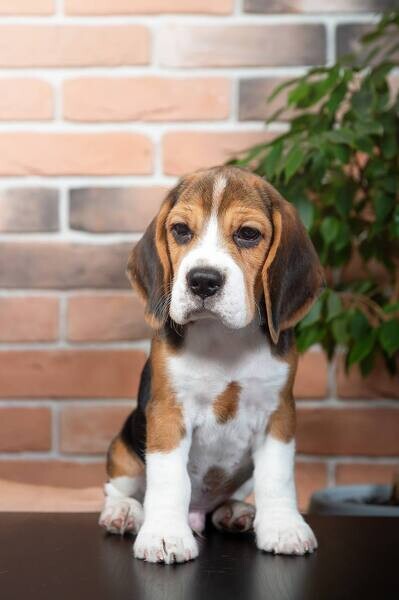 Gorgeous beagle puppies | PostAds.ph