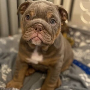 English Bulldog in the Philippines | PostAds.ph