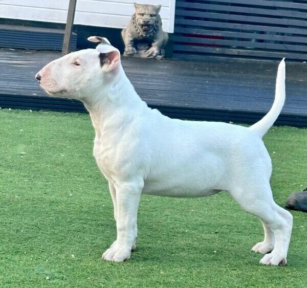 Bull Terrier puppies - Shannon 22 | PostAds.ph