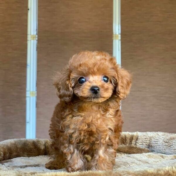 Toy poodle puppies for adoption | PostAds.ph