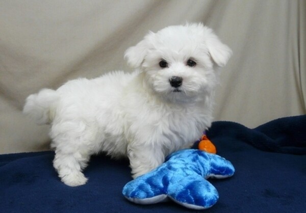 Healthy cute adorable Maltese Puppies | PostAds.ph