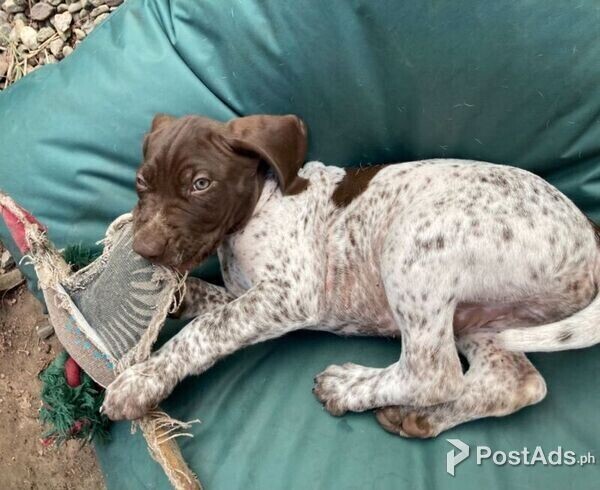 Healthy cute adorable German shorthaired Pointer puppies | PostAds.ph