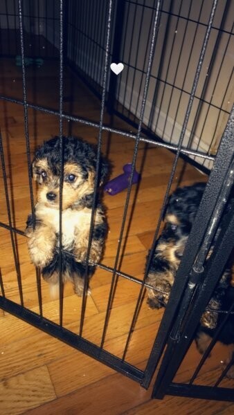Female Yorkipoo Puppies | PostAds.ph
