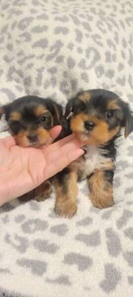 yorkie puppies male and female | PostAds.ph