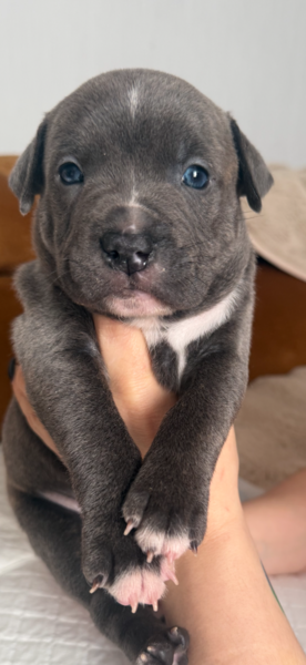 KC & tested Staffy Puppies | PostAds.ph