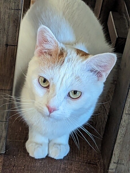 Adorable Male And Female Handsome Kitty - | PostAds.ph