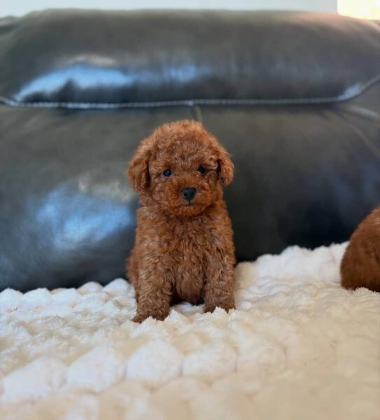 Purebred Teacup Poodles puppies available for adoption. | PostAds.ph