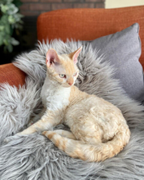 Devon Rex Kitten | PostAds.ph
