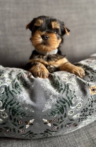 Yorkshire Terrier pure bred puppies for sale | PostAds.ph