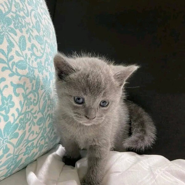 Adorable British shorthair kittens available for adoption. | PostAds.ph