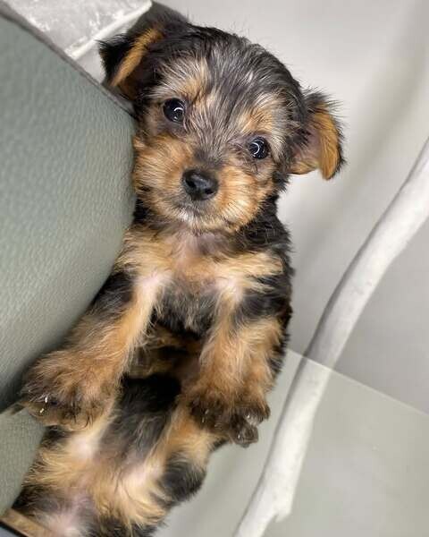 Meet Our Adorable Teacup Yorkie Puppies ready to be rehomed. | PostAds.ph