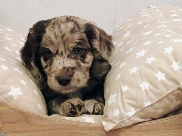 Cocker Spaniel x Beagle x Springer Puppies | PostAds.ph