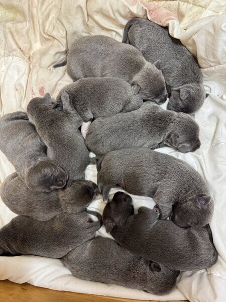 DNA tested Staffy Puppies | PostAds.ph