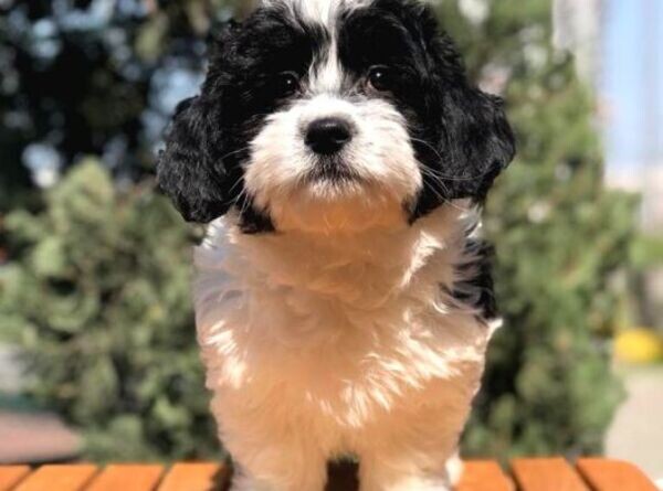 OUR BEAUTIFUL MINI SIZE MORKIE MALE AND FEMALE PUPPY | PostAds.ph