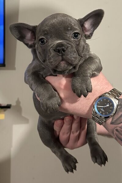 PURE BREED FRENCH BULLDOG | PostAds.ph