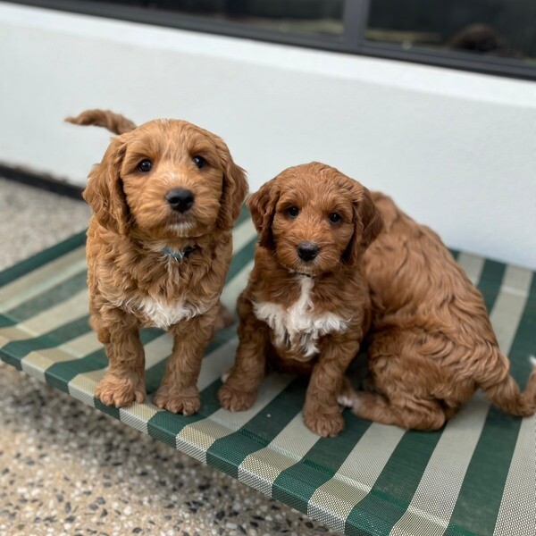 Male and Female Labradoodle Puppies Available | PostAds.ph